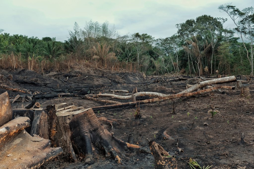 Cocoa Farming Deforestation And Agroforestry Lumina Intelligence cocoa-farming-deforestation-and-agroforestry-lumina-intelligence